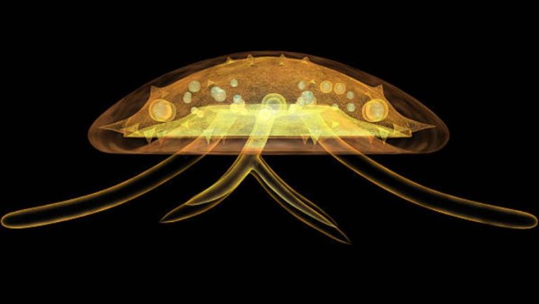 What is Amoeboid Movements ? Functions - TillExam